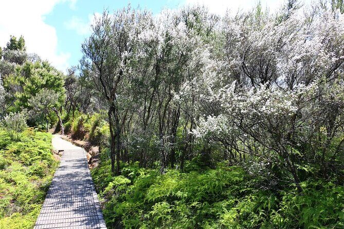 Private Kaitoke Hot Springs Soak and Walk Tour in Great Barrier - Key Points