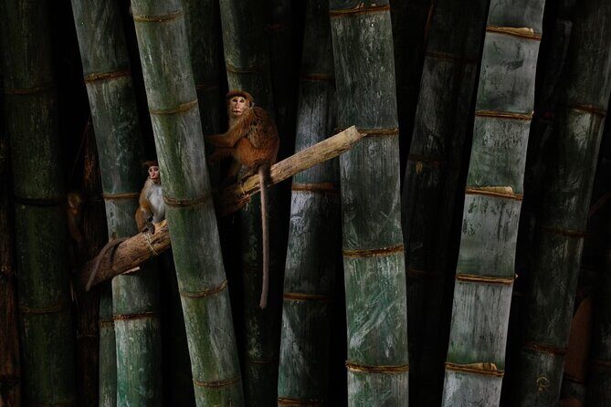 Private Kandy Day Tour From Negombo - Key Points