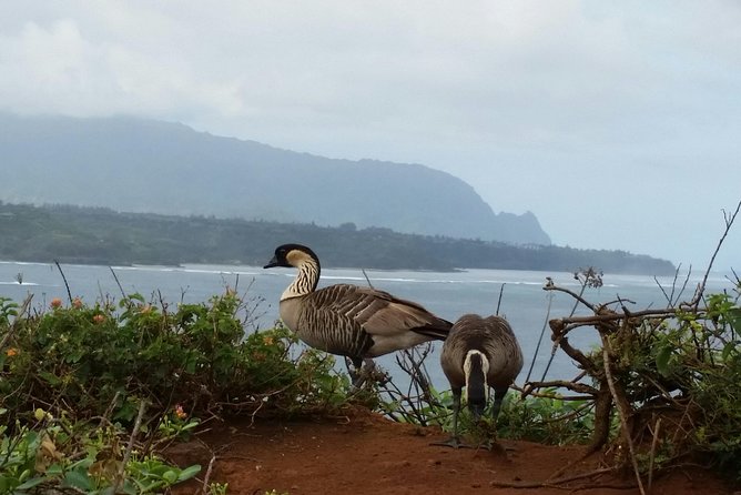 Private Kauai North Shore Tour - FAQs about the Kauai North Shore Private Tour