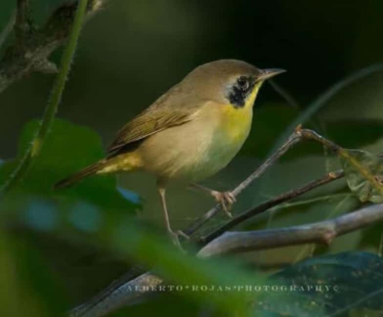 Private: Kayak Adventure at Los Haitises Sunrise Exploration - Key Points