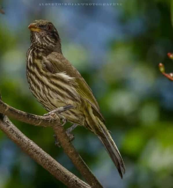 Private: Kayak Adventure at Los Haitises Sunrise Exploration - Final Thoughts: Is This Tour Right for You?