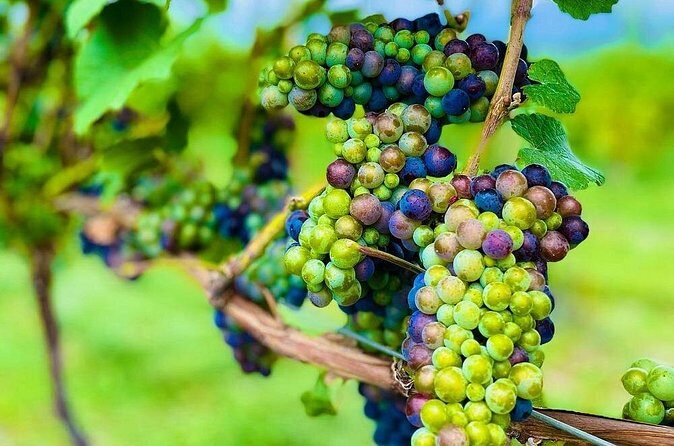 Private Kelowna Sip Tour - An In-Depth Look at the Kelowna Sip Tour