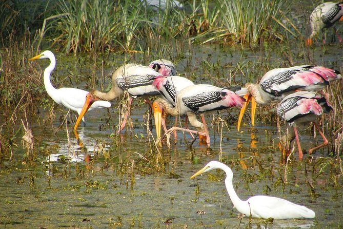 Private Keoladeo National Park Tour sightseeing - All Inclusive - Why Keoladeo National Park is a Must-Visit for Nature Lovers