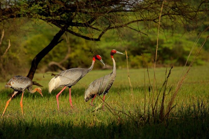 Private Keoladeo National Park Tour sightseeing - All Inclusive - FAQ