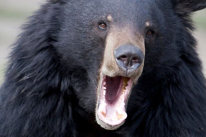 Private Ketchikan Wildlife and Sightseeing Tour - FAQ: Your Questions Answered