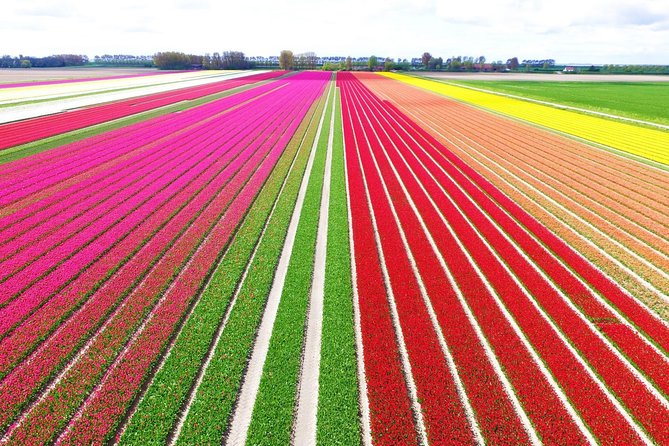 Private Keukenhof Tulip Fields Tour From Amsterdam(Skip-The-Line) - Key Points