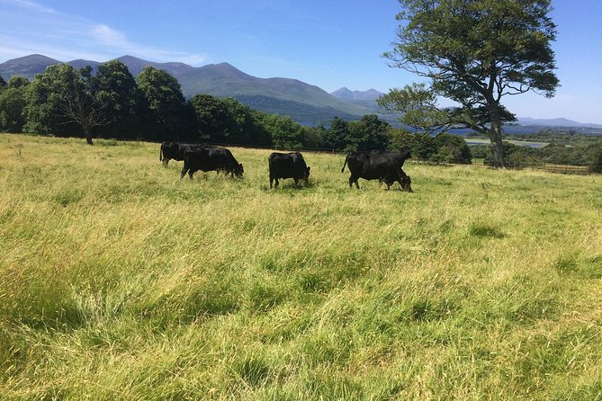 Private Killarney National Park Tour with an accredited chauffeur/guide - Frequently Asked Questions