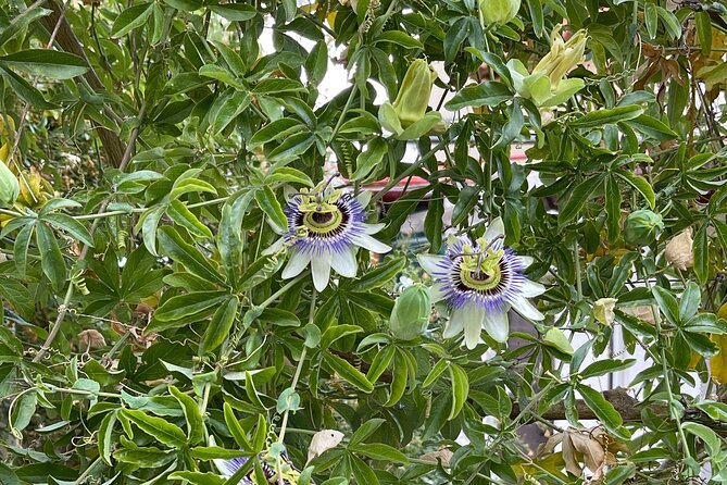 PRIVATE - Knossos - Winery-Olive Oil Factory-Traditional Villages - Booking Information