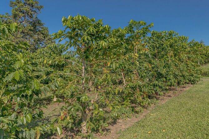 Private Kona Coffee and National Historic Parks Tour - FAQ