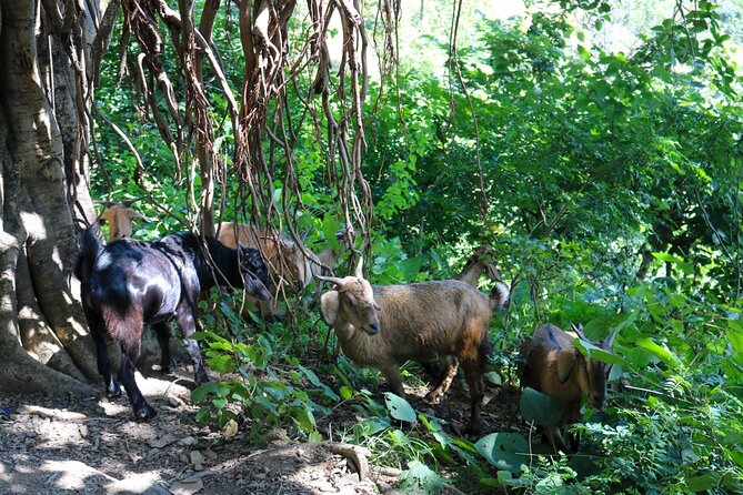 Private Kunjapuri Sunrise Tour - FAQ