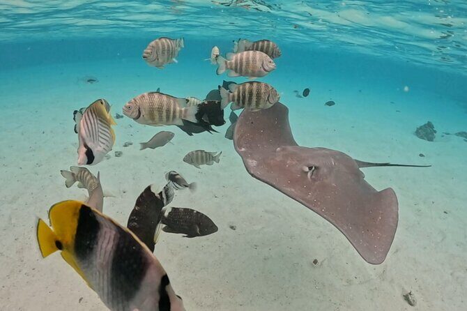 Private Lagoon Exploration and Snorkeling in Moorea - Detailed Breakdown of the Itinerary