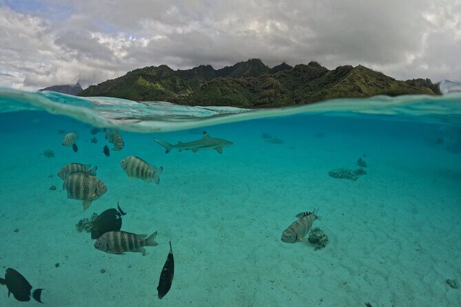 Private Lagoon Exploration and Snorkeling in Moorea - Insights from Guest Reviews
