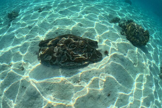 Private Lagoon Exploration and Snorkeling in Moorea - Final Thoughts: Is This Tour Right for You?