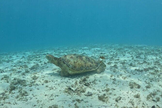 Private Lagoon Exploration and Snorkeling in Moorea - FAQ