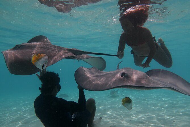 Private lagoon tour (rays, sharks, turtles) by boat in Moorea - A Full Breakdown of the Experience