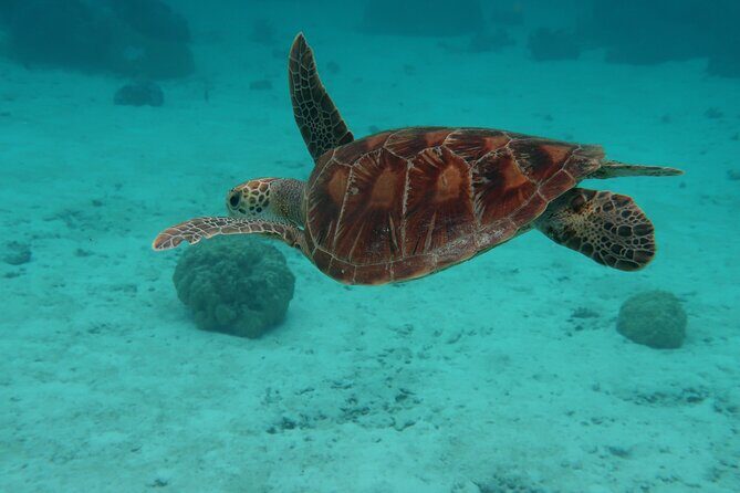 Private lagoon tour (rays, sharks, turtles) by boat in Moorea - The Sum Up: Who Is This Tour Best For?