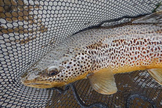 Private Lake and River Fishing Tour From Reykjavik - Fishing Species and Techniques