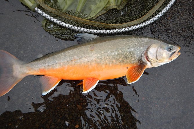 Private Lake and River Fishing Tour From Reykjavik - Traveler Reviews and Testimonials