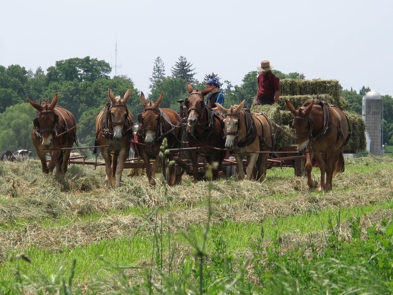 Private Lancaster County Amish Tour from Philadelphia - Taking in Amish Culture