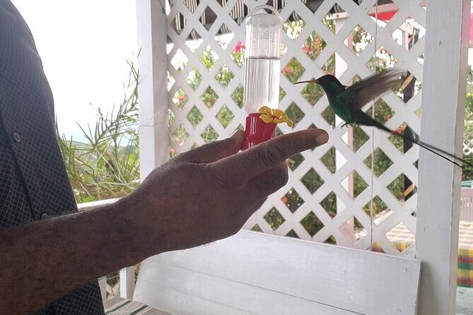 Private Lethe River Rafting and Bird Sanctuary Tour in Negril - FAQ about the Lethe River Rafting and Bird Sanctuary Tour