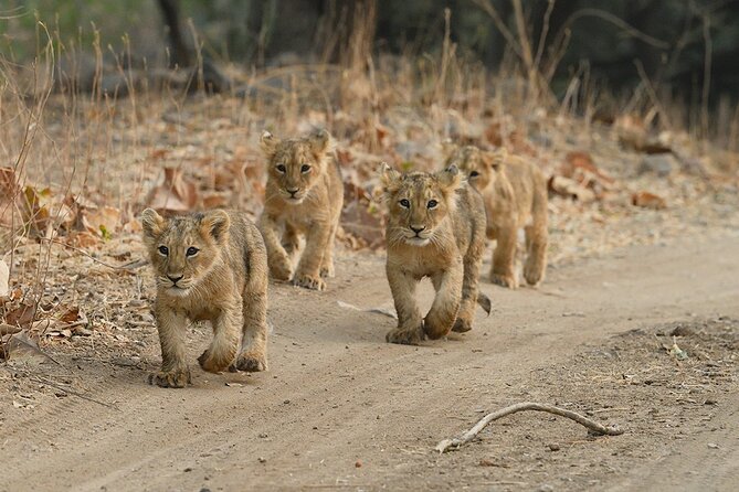 Private Lion Safari in the Gir National Park in Gujarat - FAQ