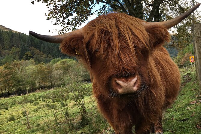 Private Loch Ness & Glencoe Day Trip from Edinburgh - The Experience from Past Travelers