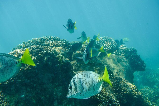 Private Los Cabos snorkeling tour to Chileno bay and Santa Maria cove - Analyzing the Experience: What Makes This Tour Stand Out?