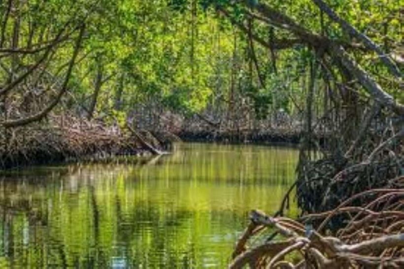 Private: Los Haitises & Caño Hondo Natural Pool Experience - Discovering the Los Haitises & Caño Hondo Natural Pool Experience