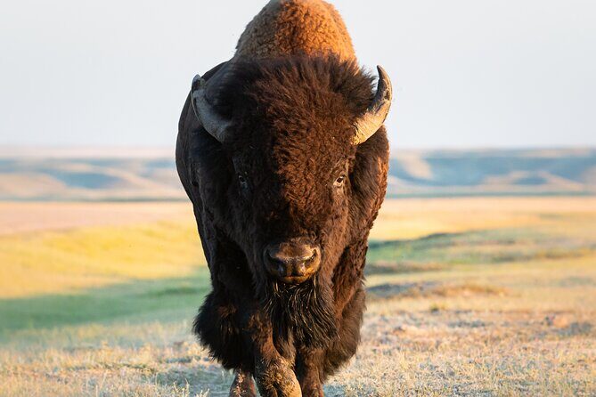 Private Lower Loop Tour of Yellowstone National Park - FAQs