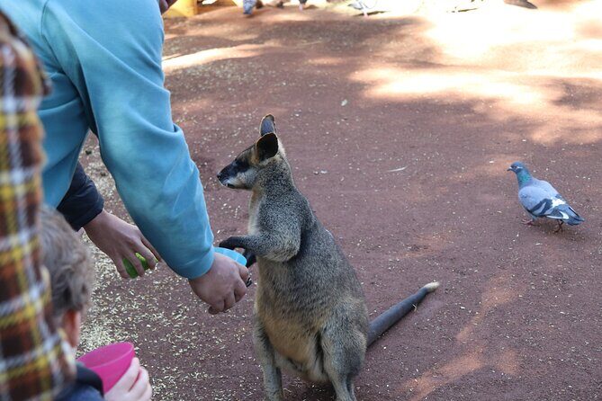 Private Luxury Blue Mountain Tour with Wildlife and River Cruise - Practical Aspects and What They Mean for You