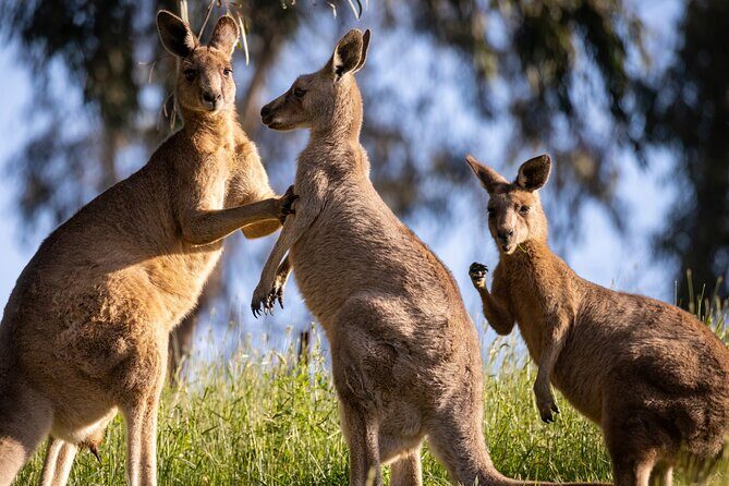PRIVATE Luxury Blue Mountains & Wildlife Encounters Tour (10 hrs) - What Does It All Mean for You?