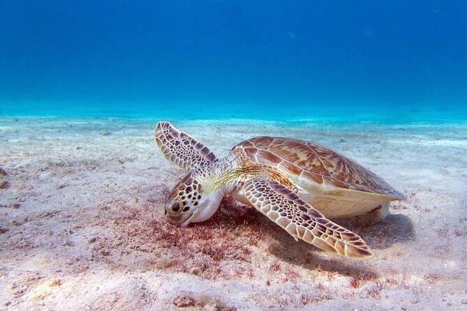 Private Luxury Boat Tour in Bonaire Customize Your Escape - An In-Depth Look at the Bonaire Private Boat Tour
