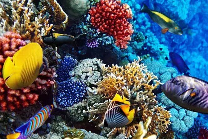 Private Luxury Boat Tour in Bonaire Customize Your Escape - FAQ