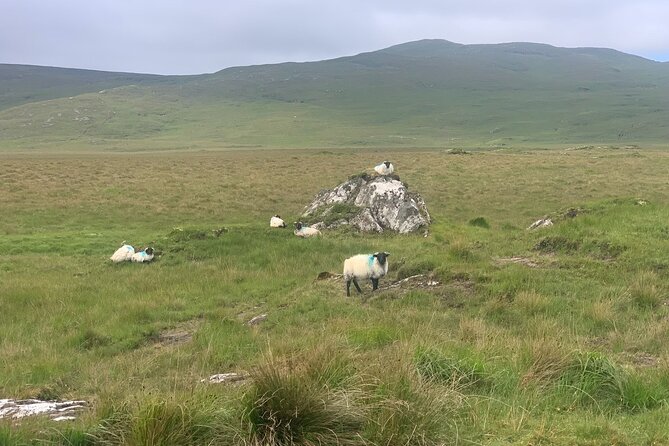 Private Luxury Guided Tour of Connemara from Westport or Ballina - FAQ