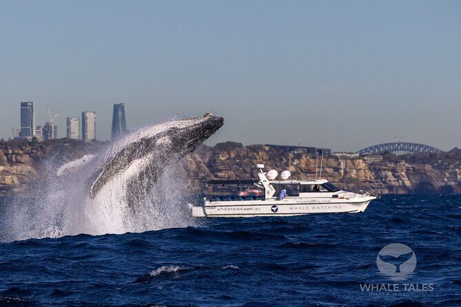 Private Luxury Intimate Whale Watching - What Makes This Tour Special
