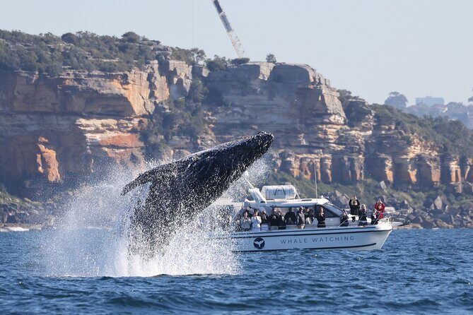 Private Luxury Intimate Whale Watching - The Itinerary in Detail