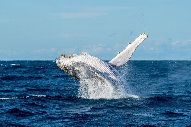 Private Luxury Intimate Whale Watching - Who Should Consider This Tour?