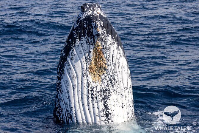 Private Luxury Intimate Whale Watching - Final Thoughts