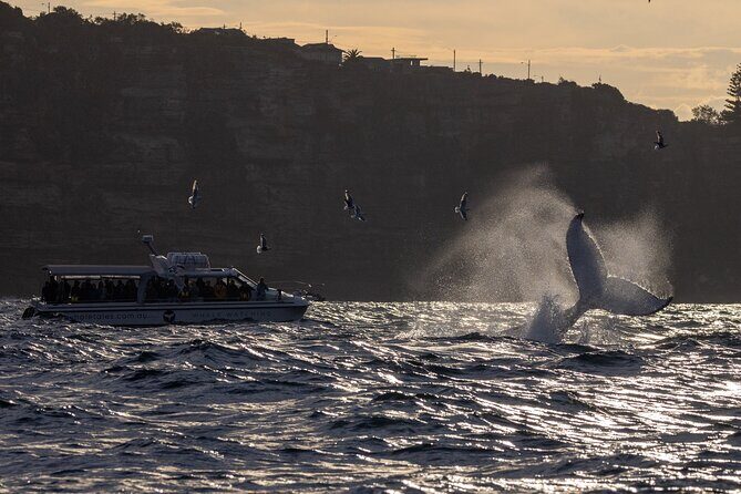 Private Luxury Intimate Whale Watching - FAQ