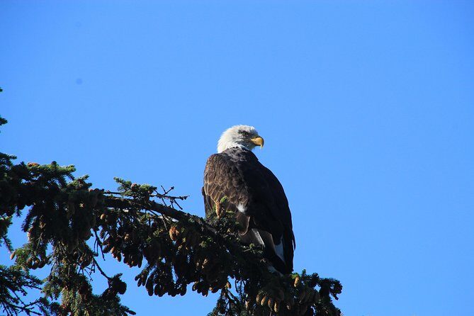 Private luxury shore excursion Skagway, AK to Emerald Lake, Yukon. - FAQ