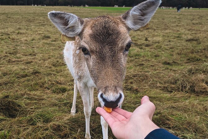 Private Luxury Tour of Dublin - Key Points