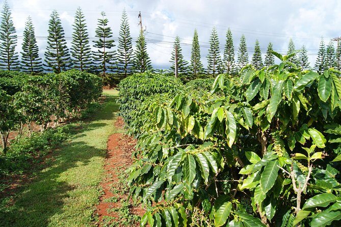 Private Luxury Tour of Kauai: South & West Shores - The Sum Up