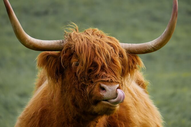 Private Luxury Tour of Loch Lomond, Oban, Glencoe & The Highlands - Tour Experience