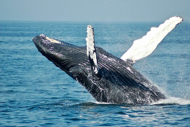Private Luxury Whale Watching Tour in San Diego - Setting the Scene: What to Expect