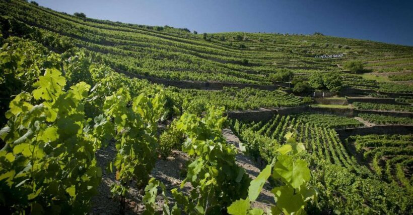 Private Luxury Wine & Food Tour in Douro - First Stop: A Vineyard in the Heart of Douro