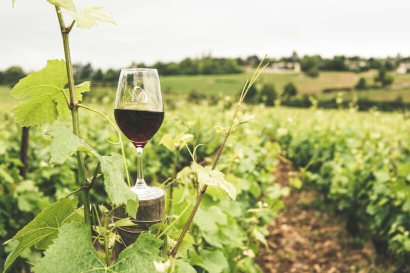 Private Luxury Winery Trip of Long Island, New York, USA - An Introduction to the Long Island Wine Experience