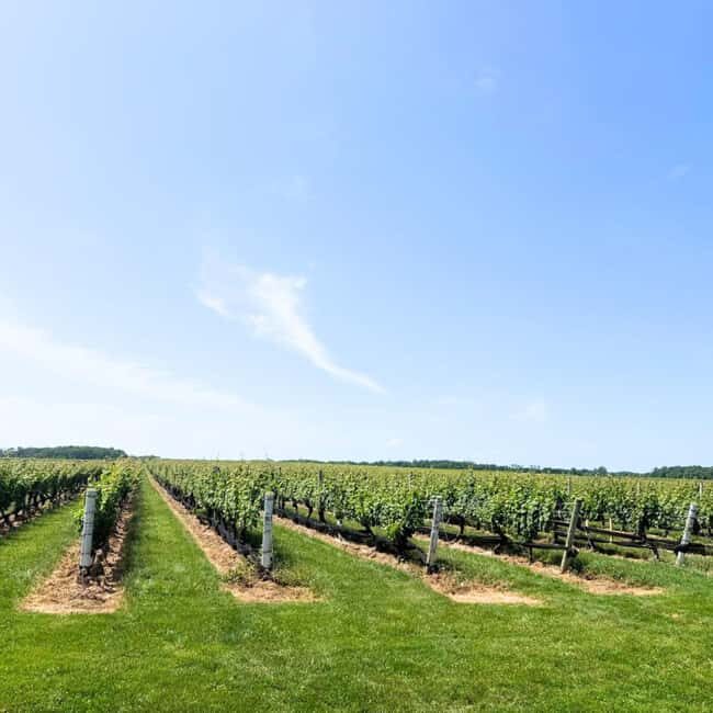 Private Luxury Winery Trip of Long Island, New York, USA - What Makes This Tour Special?