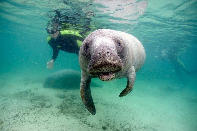 Private Manatee Swim for up to 6 with In-Water Divemaster/Photographer - Key Points