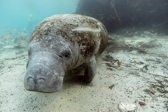 Private Manatee Swim for up to 6 with In-Water Divemaster/Photographer - Final Thoughts: Why This Tour Stands Out