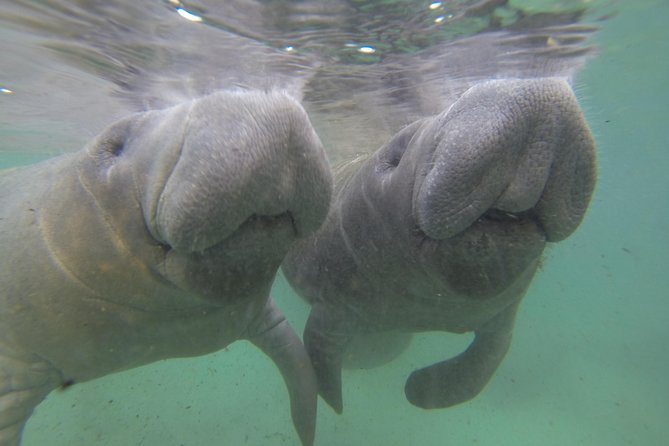 Private Manatee Swim for up to 6 with In-Water Divemaster/Photographer - FAQs